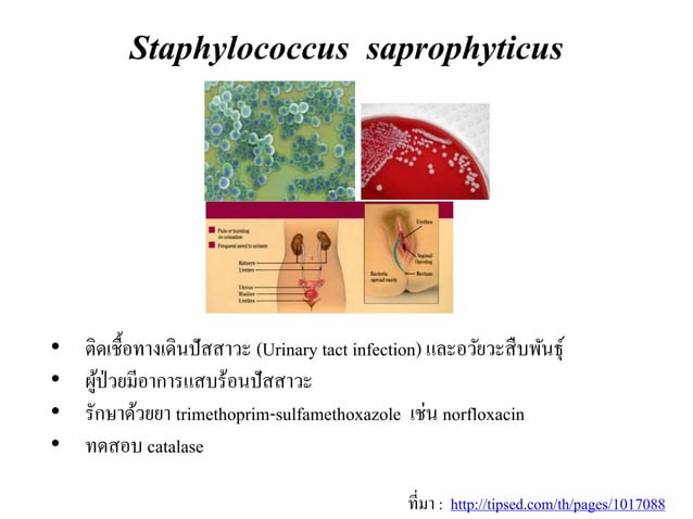 Bacterial Gram Positive Cocci Ppt