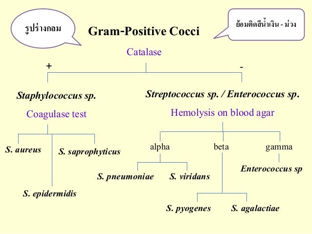Bacterial Gram- positive Cocci