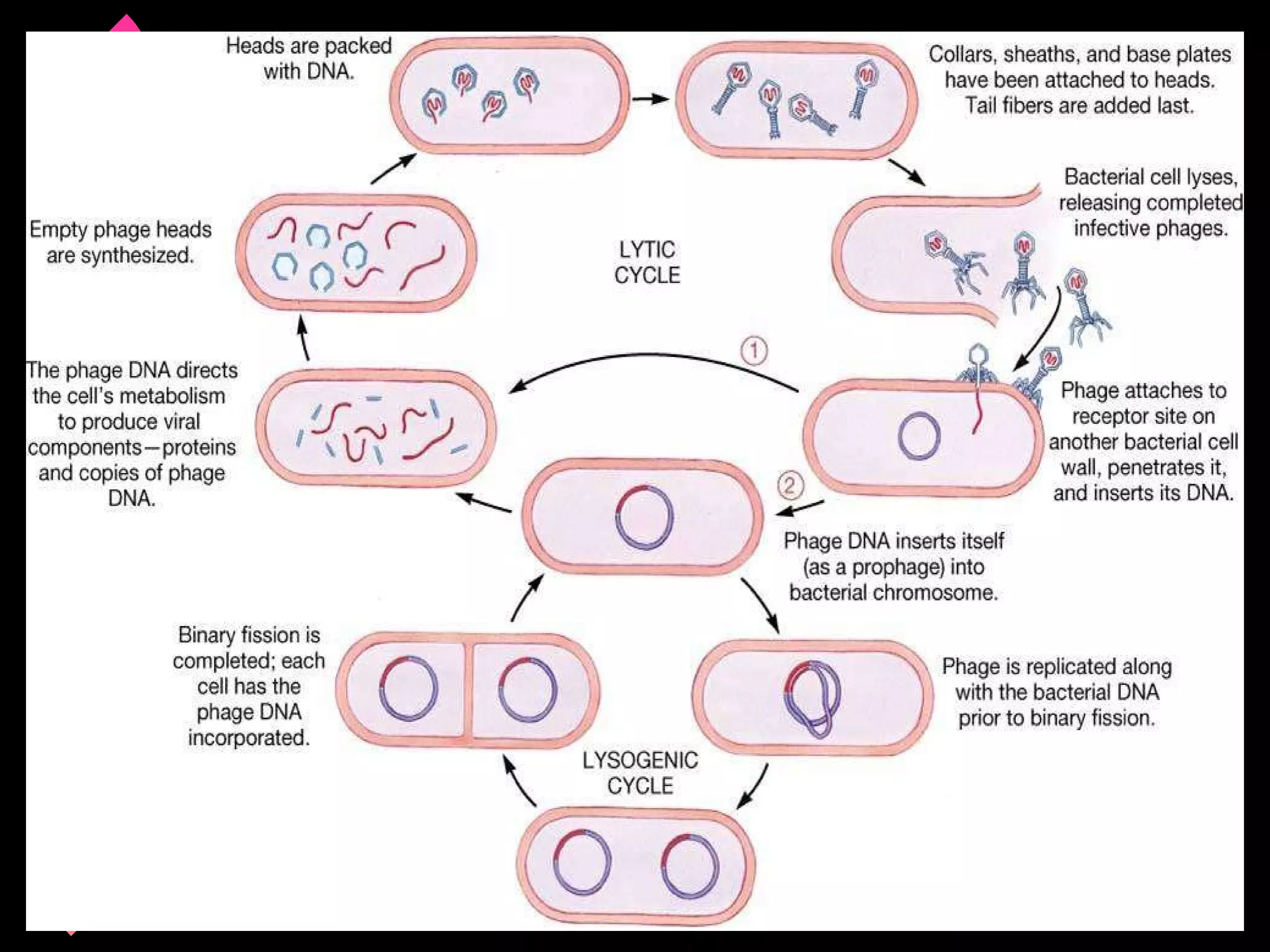 Bacterial Physiology and genetics | PPT