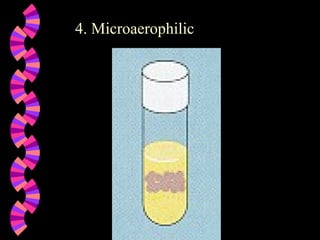Bacterial Physiology and genetics | PPT