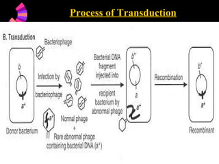 Bacterial Physiology and genetics | PPT