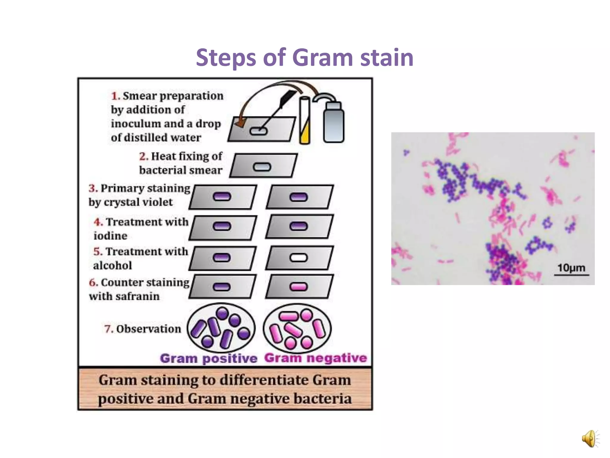 bacterial-staining.pptx
