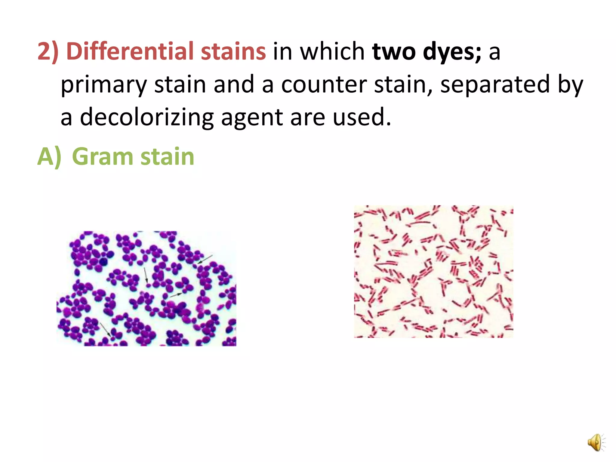 bacterial-staining.pptx