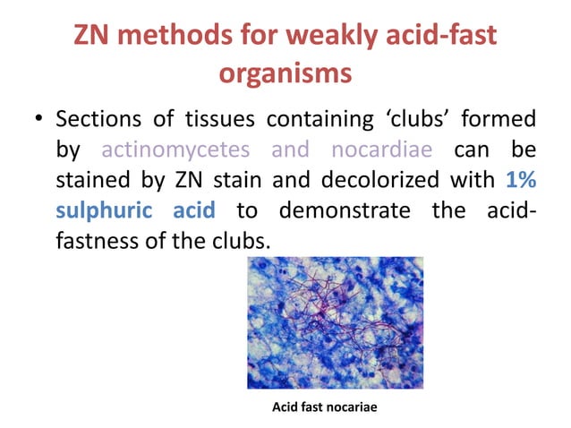 Bacterial Staining Pptx
