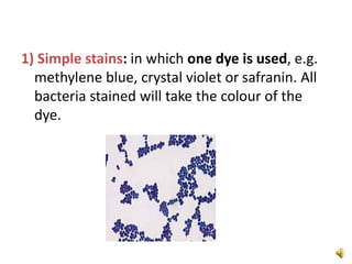 bacterial-staining.pptx