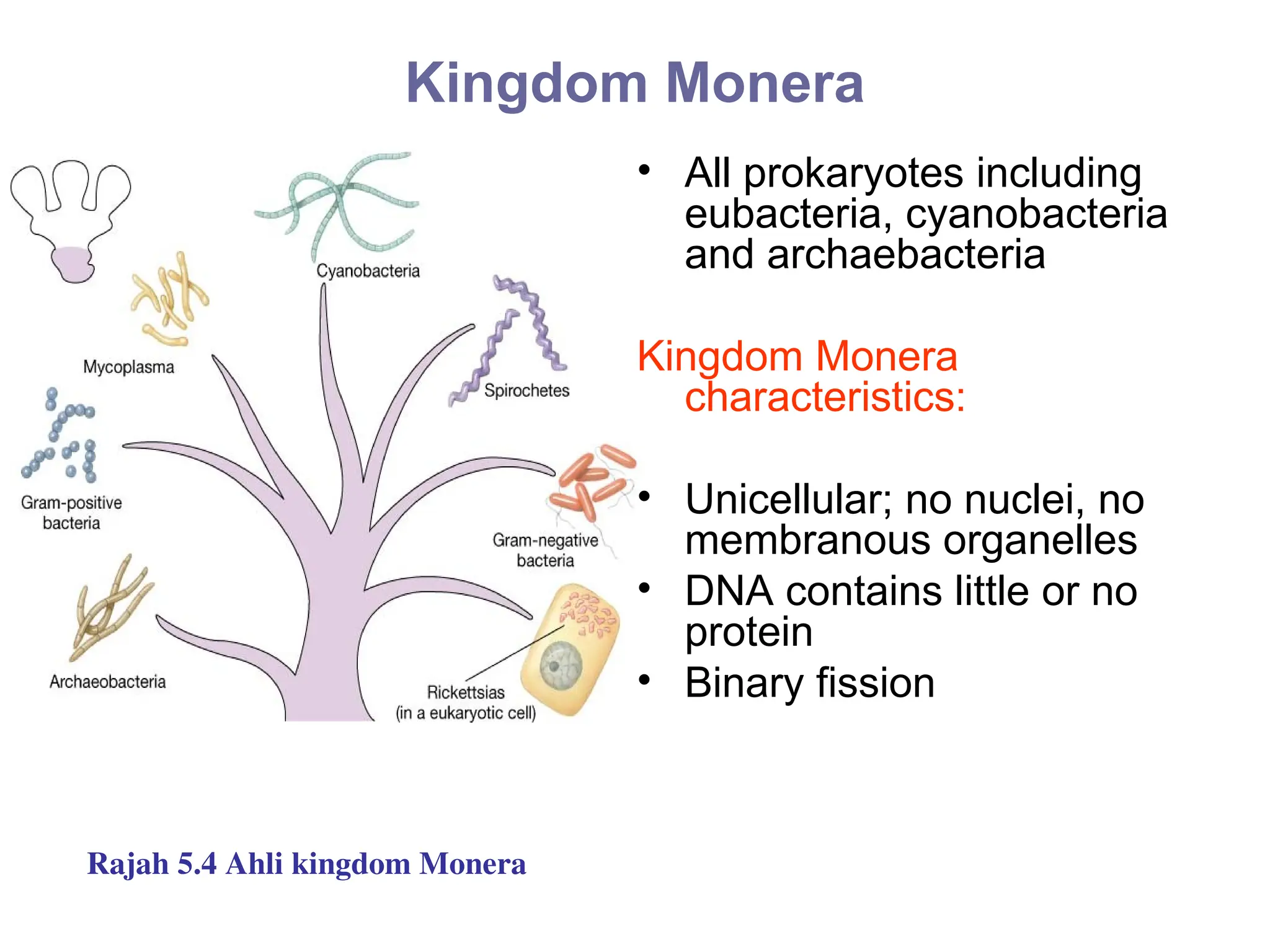 Bacteria taxonomy epidemiology morphology | PPT