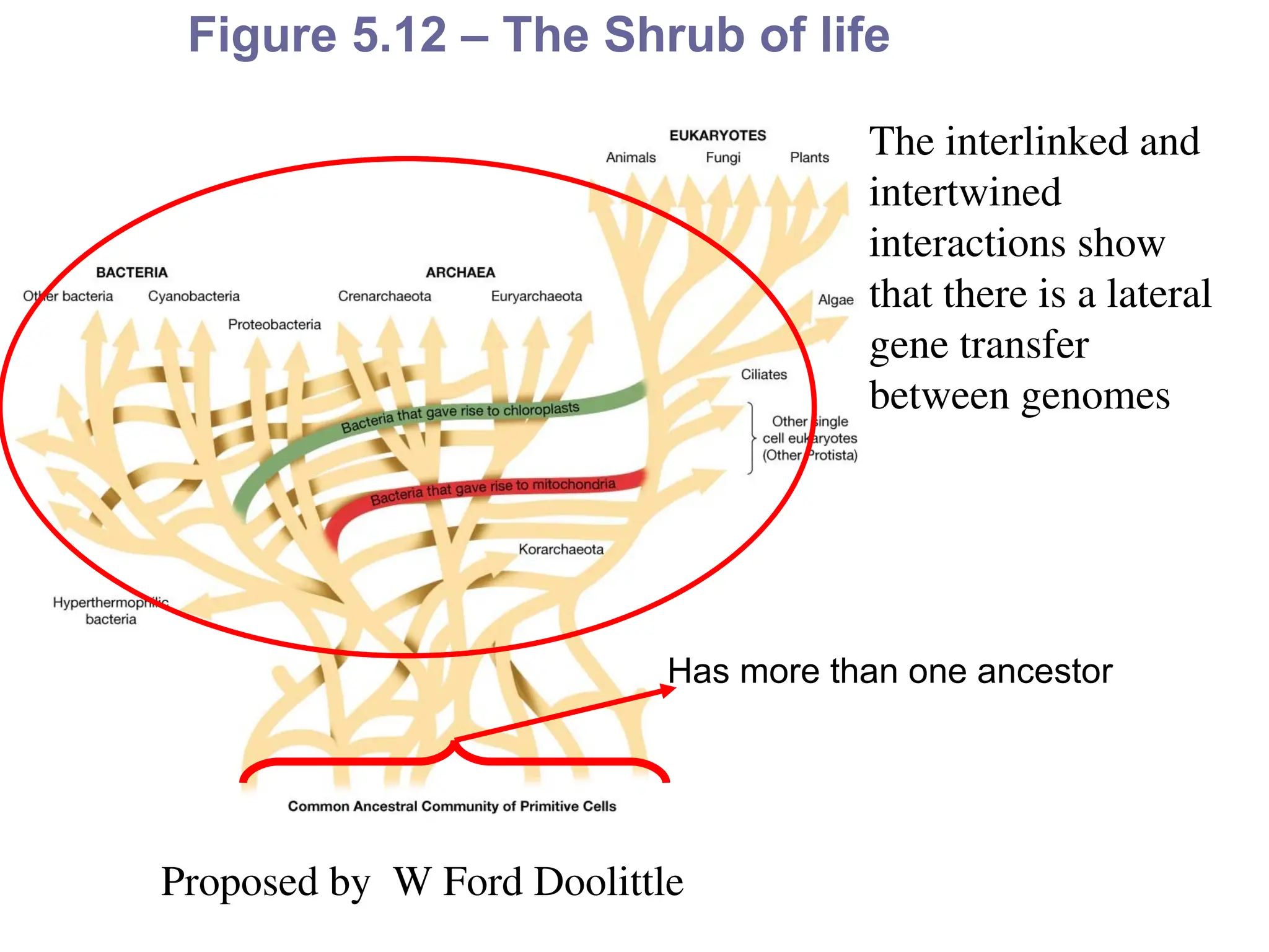 Bacteria taxonomy epidemiology morphology | PPT