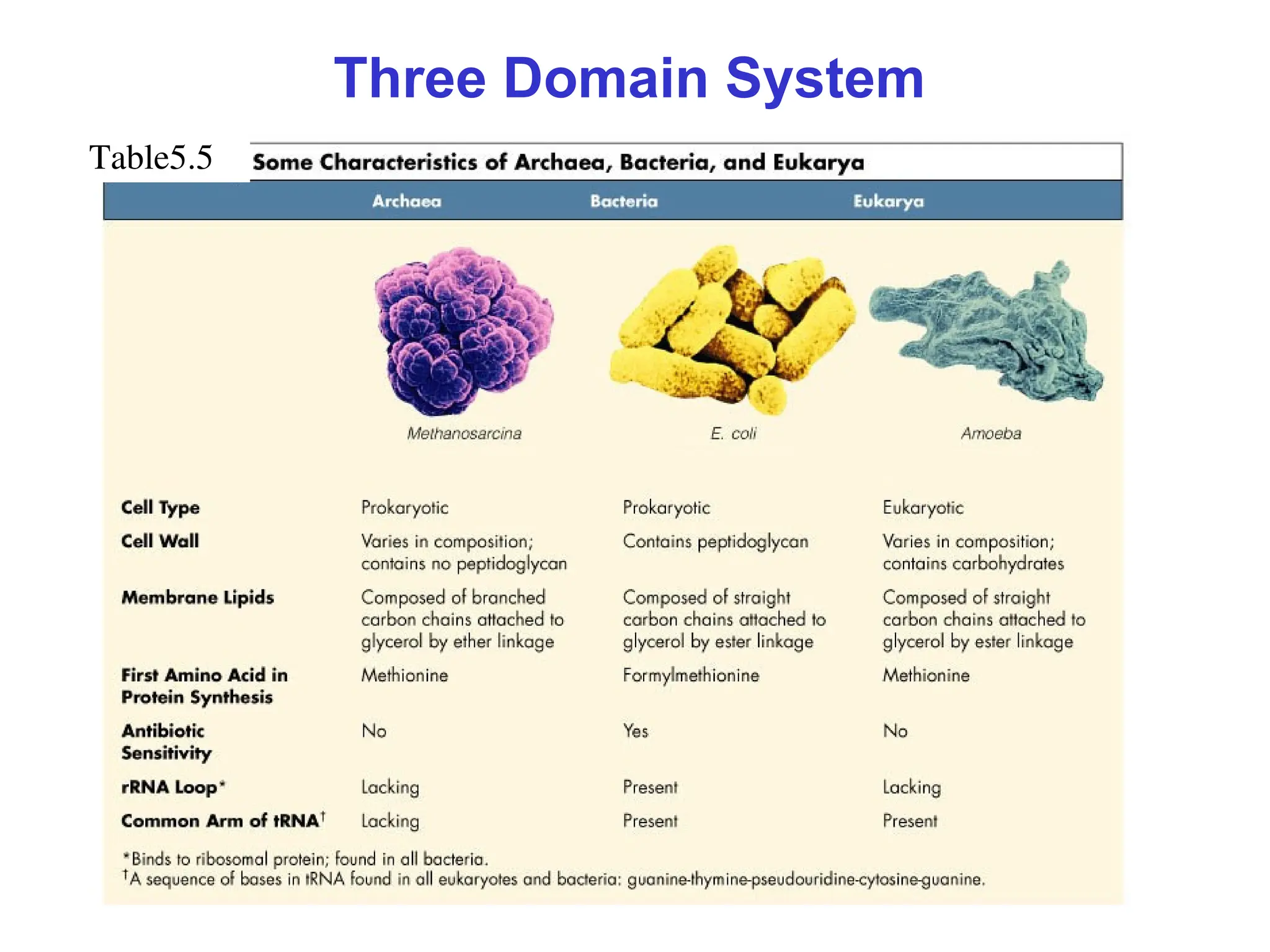 Bacteria taxonomy epidemiology morphology | PPT