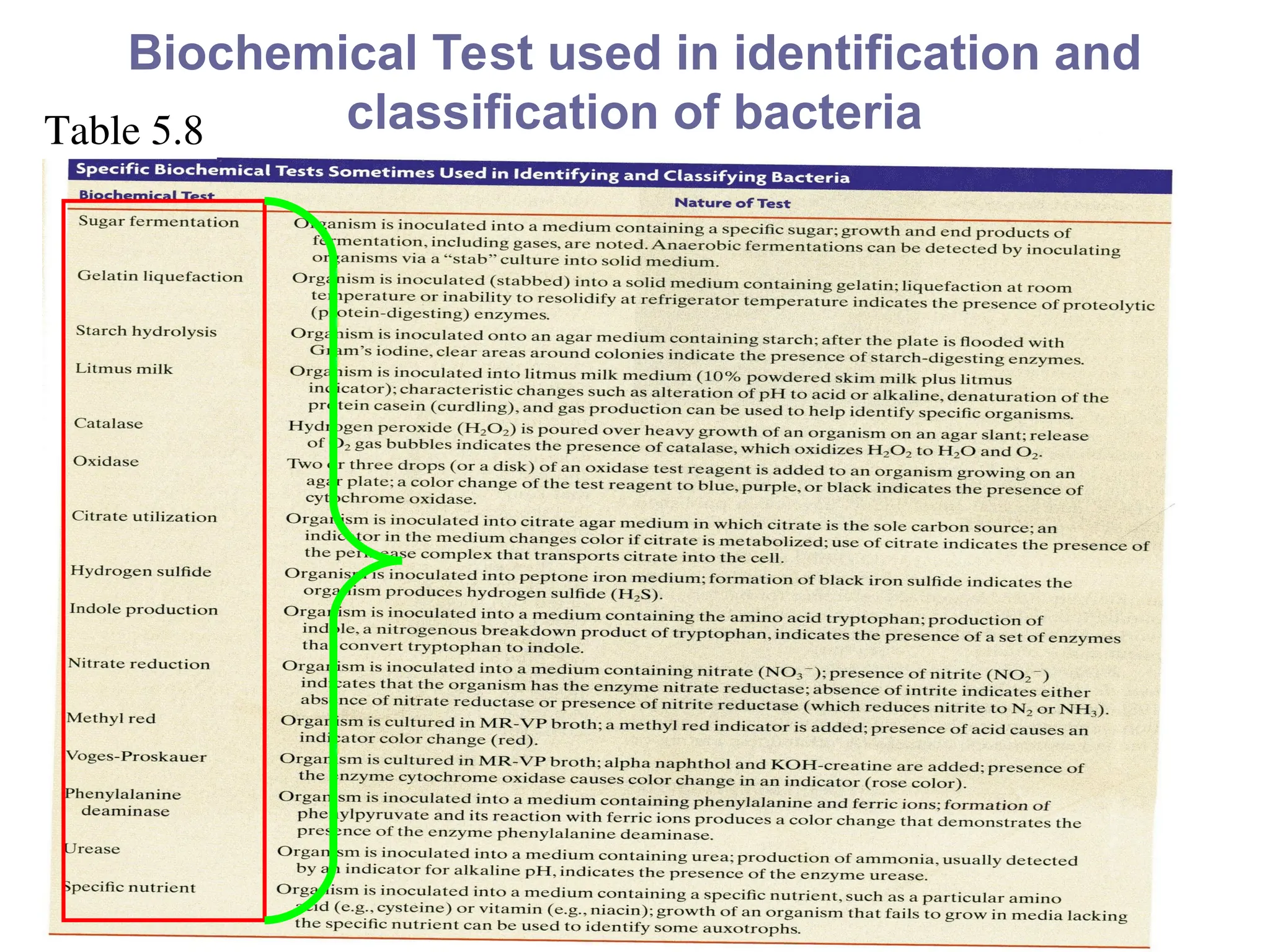 Bacteria taxonomy epidemiology morphology | PPT