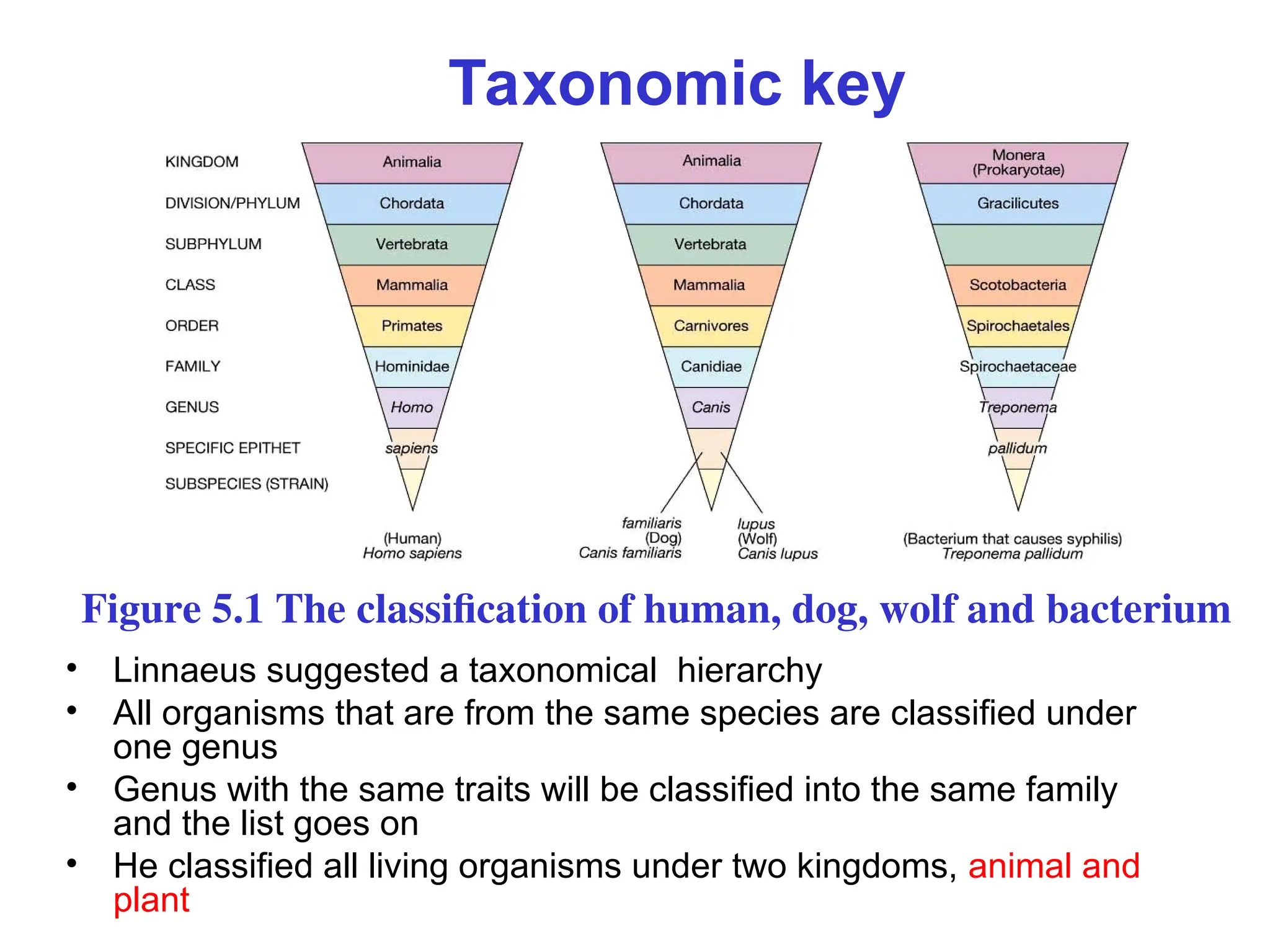 Bacteria taxonomy epidemiology morphology | PPT