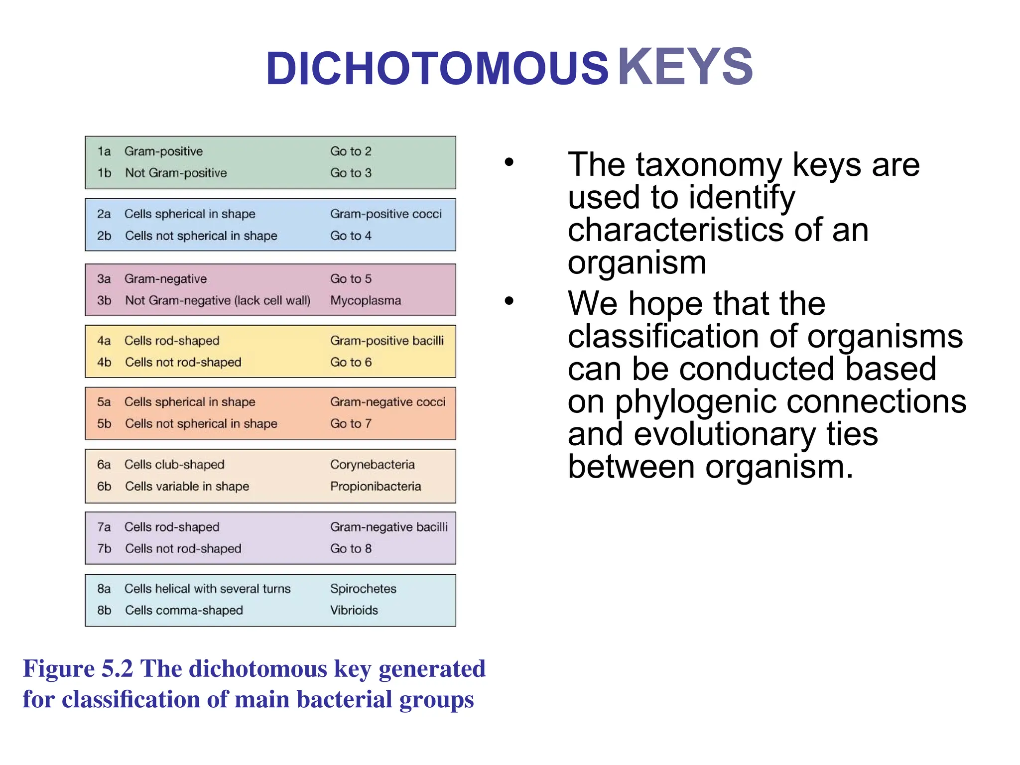 Bacteria taxonomy epidemiology morphology | PPT