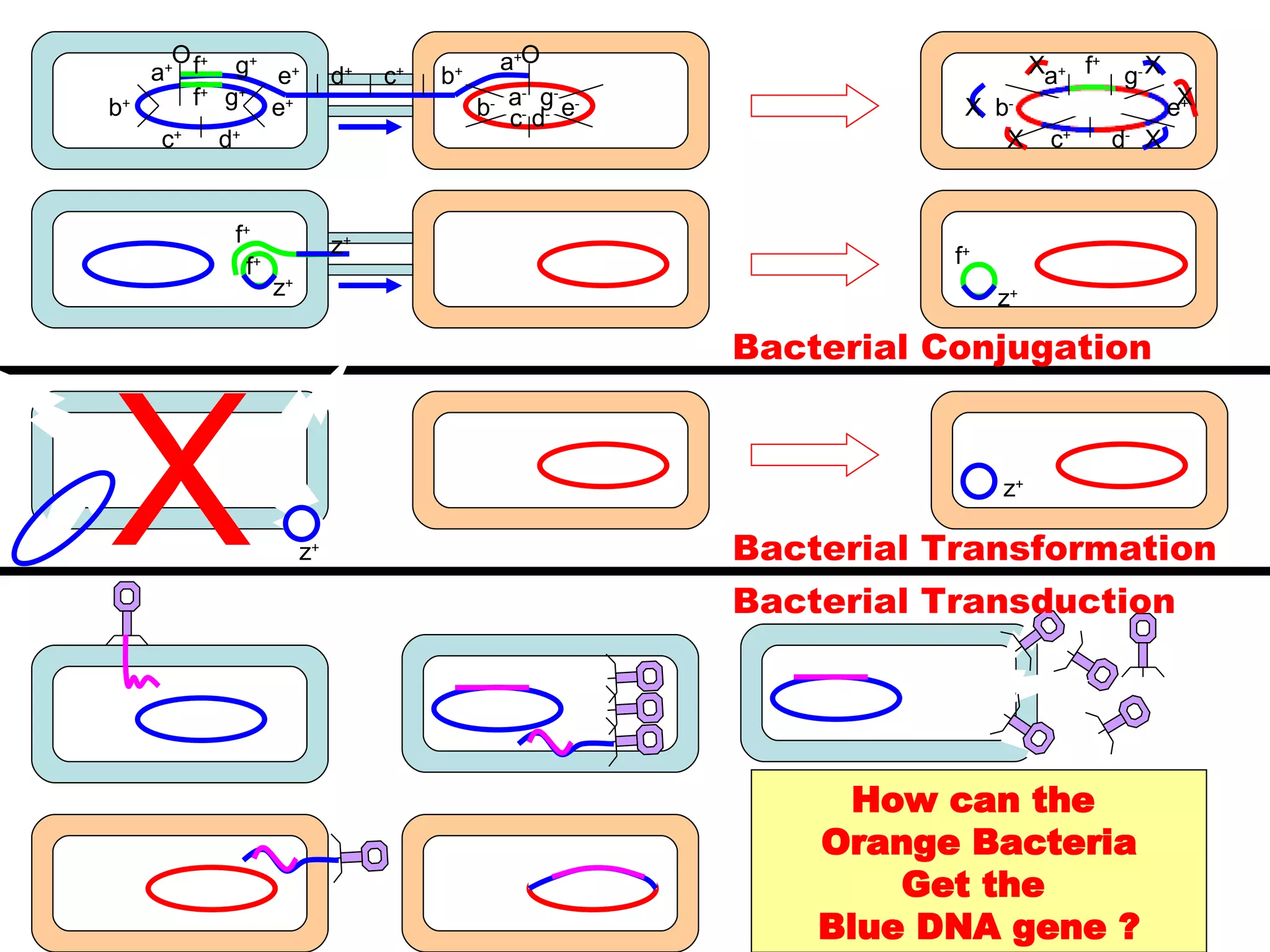 Antibiotic Evolution | PPT