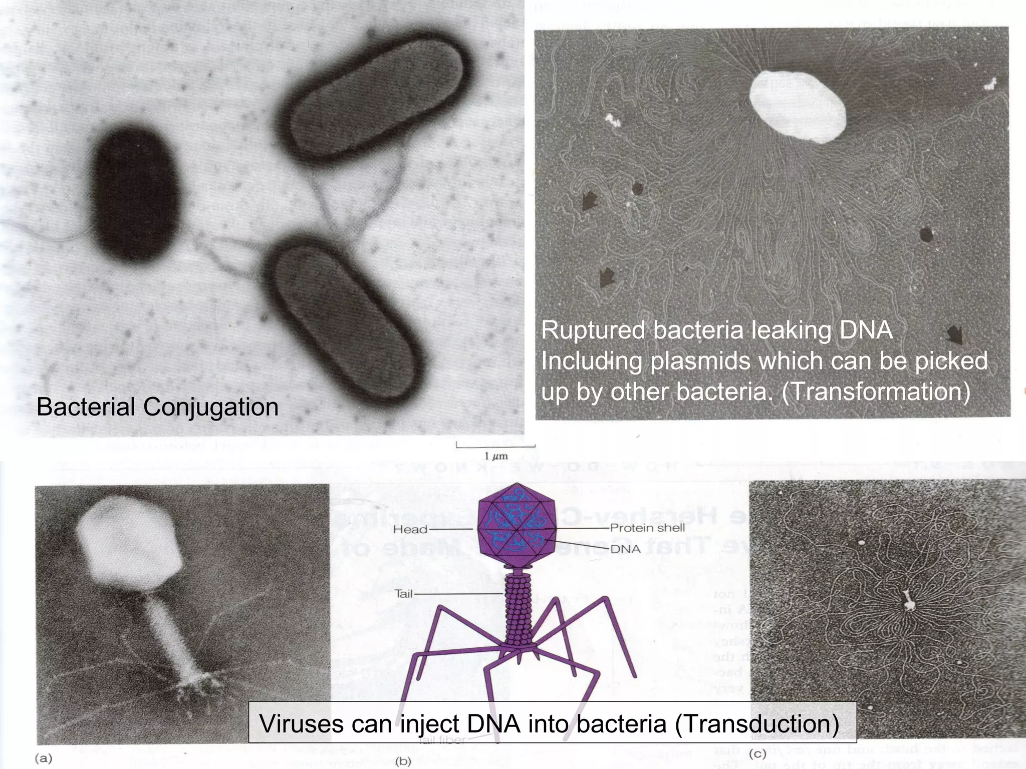 Antibiotic Evolution | PPT