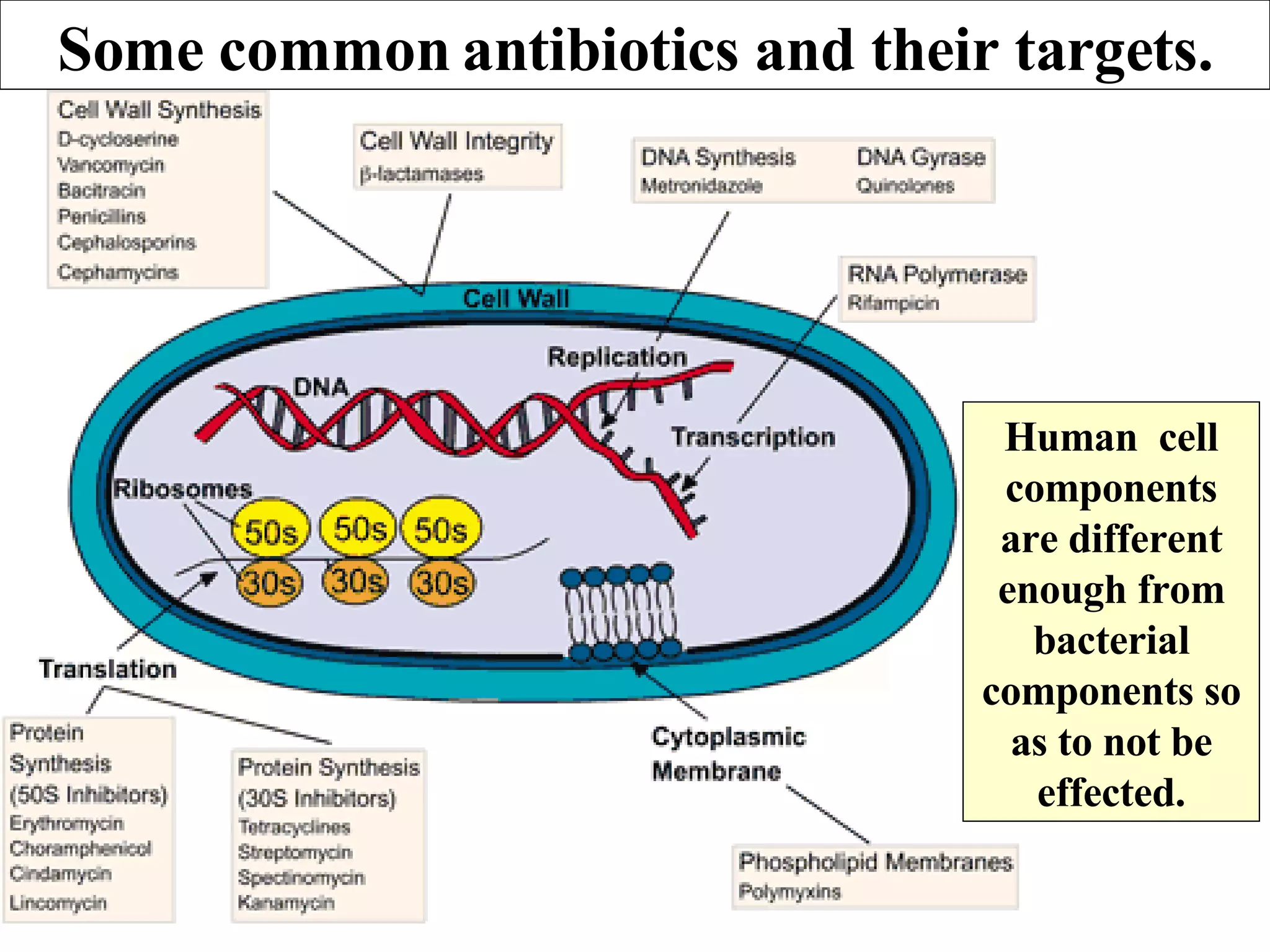 Antibiotic Evolution | PPT