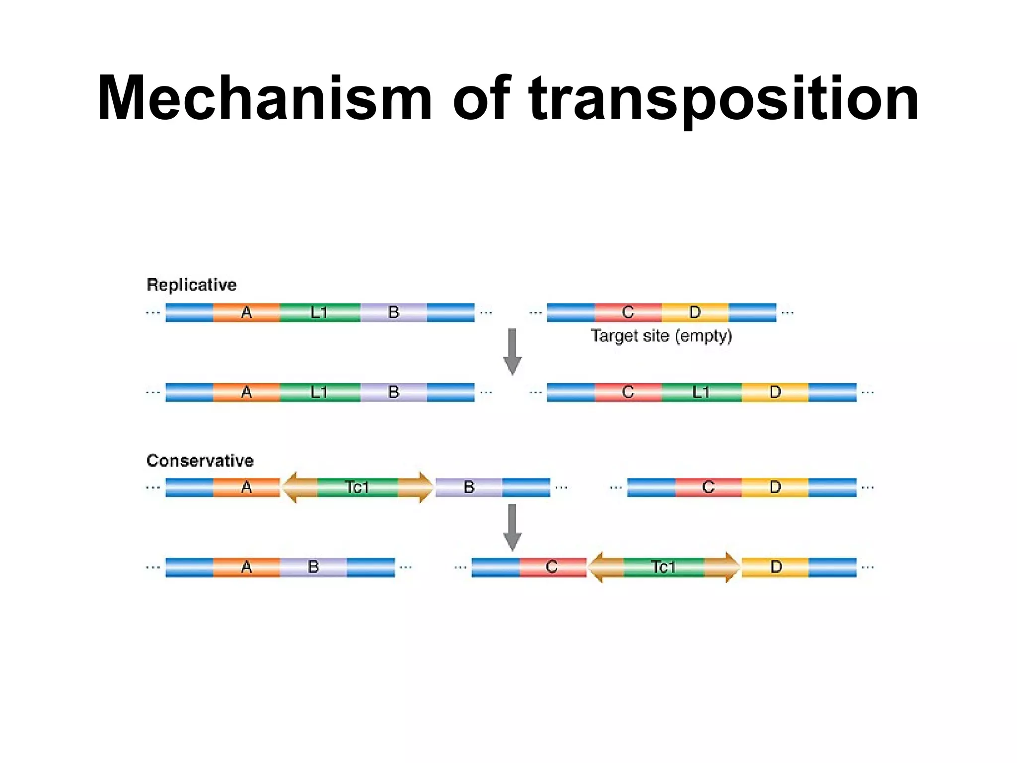 Bacterial Transposons | PPT