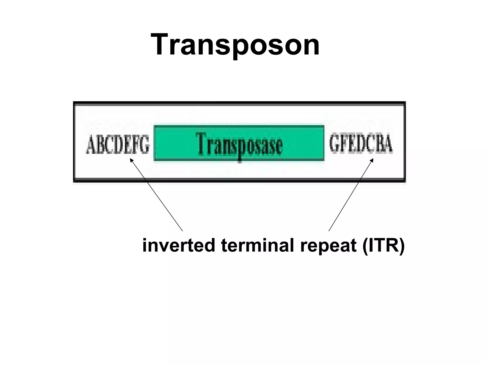Bacterial Transposons | PPT