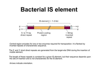Bacterial Transposons | PPT