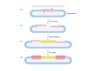 Bacterial Transposons | PPT