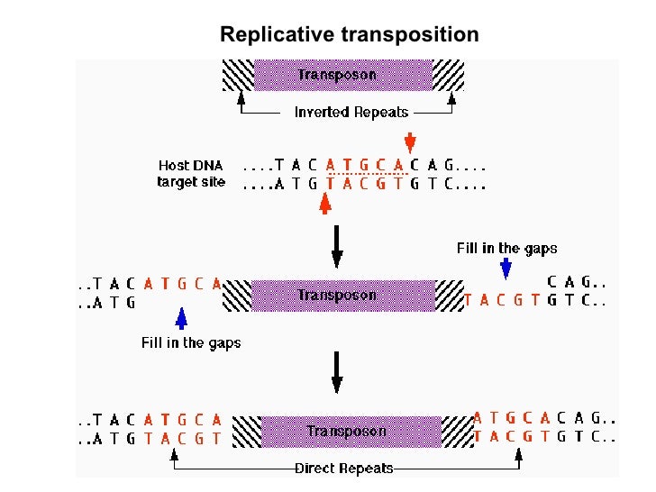 Bacterial Transposons