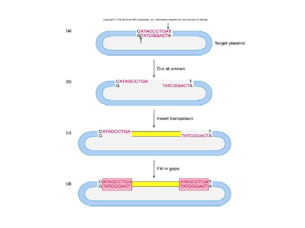 Bacterial Transposons