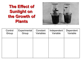 Experimental Design and the Bacteria lab | PPT