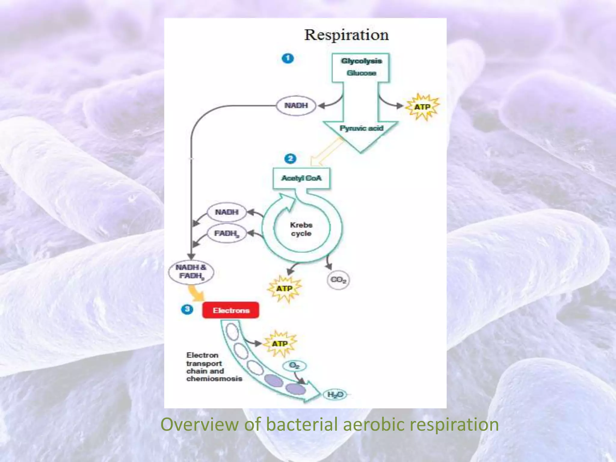 Bacterial aerobic respiration | PPTX