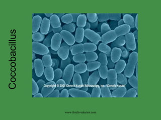 Bacterial Anatomy | PPT