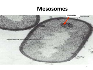 Bacterial Cell Structure by Dr. Shireen Rafiq | PPT