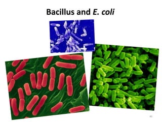 Bacterial Cell Structure by Dr. Shireen Rafiq | PPT
