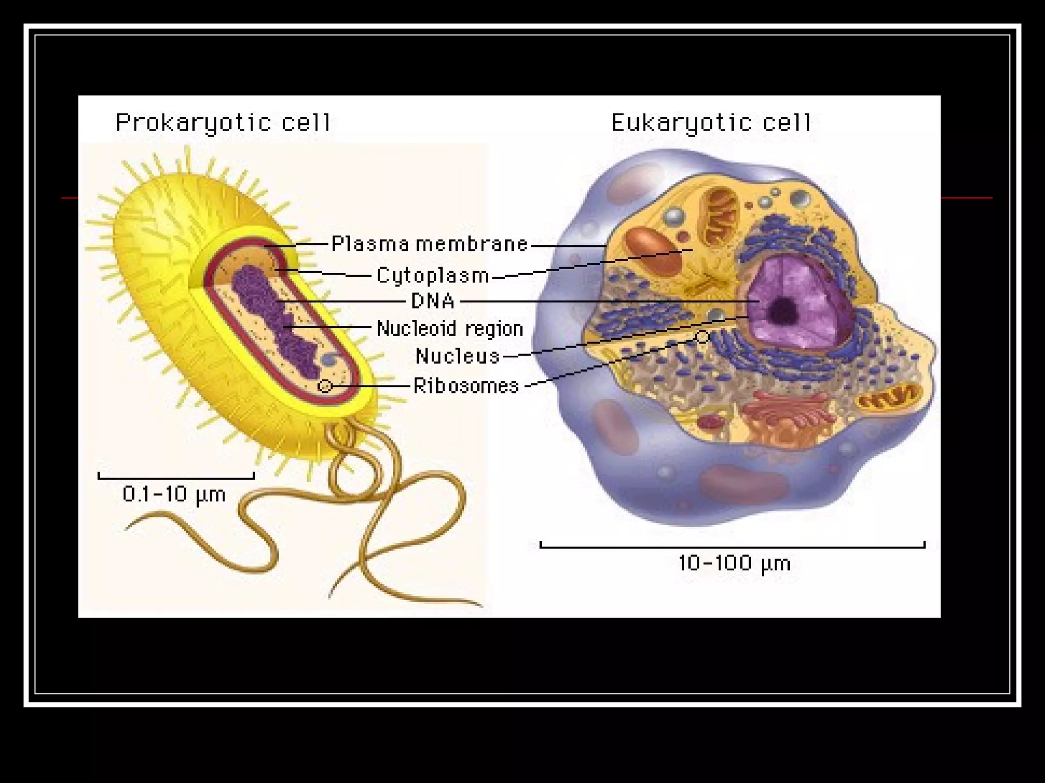 Bacterial anatomy | PPT