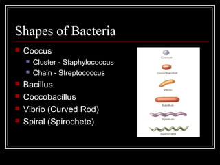 Bacterial anatomy | PPT