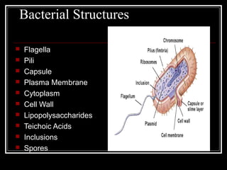 Bacterial anatomy | PPT