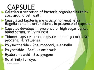 Bacterial anatomy | PPTX