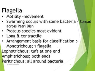Bacterial anatomy | PPTX