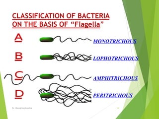Bacterial anatomy | PPTX