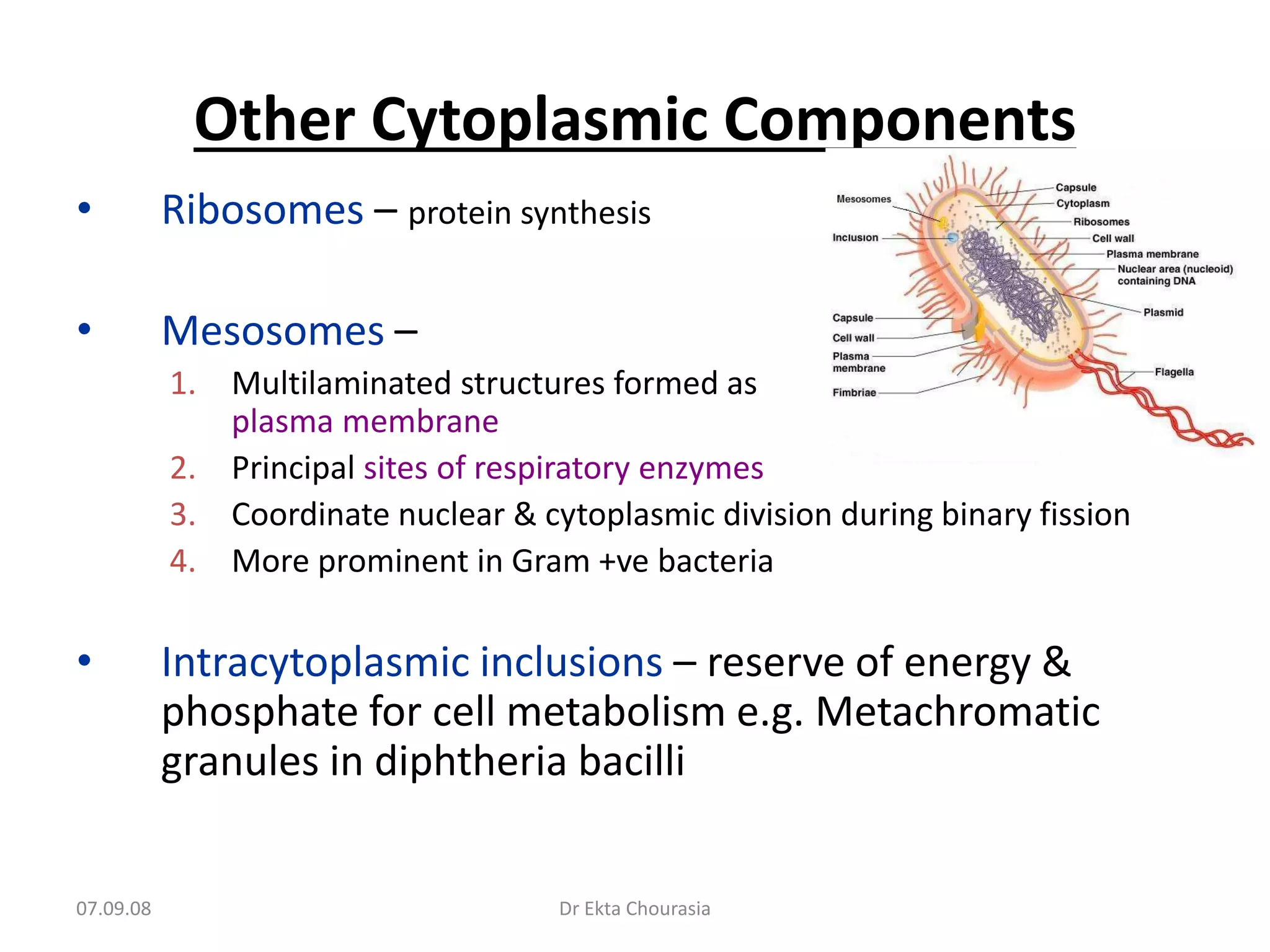 Bacterial anatomy and its component | PPT