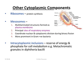 Bacterial anatomy and its component | PPT