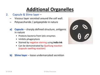 Bacterial anatomy and its component | PPTX