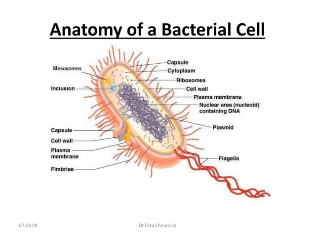 Bacterial anatomy and its component | PPT