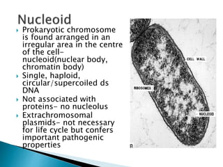 Bacterial anatomy | PPTX