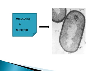 Bacterial anatomy | PPTX