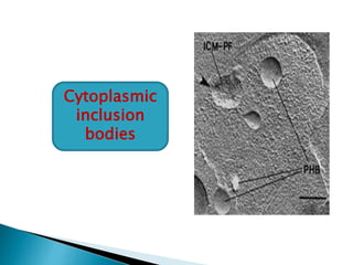 Bacterial anatomy | PPTX