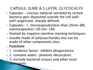 Bacterial anatomy | PPTX