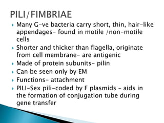 Bacterial anatomy | PPTX