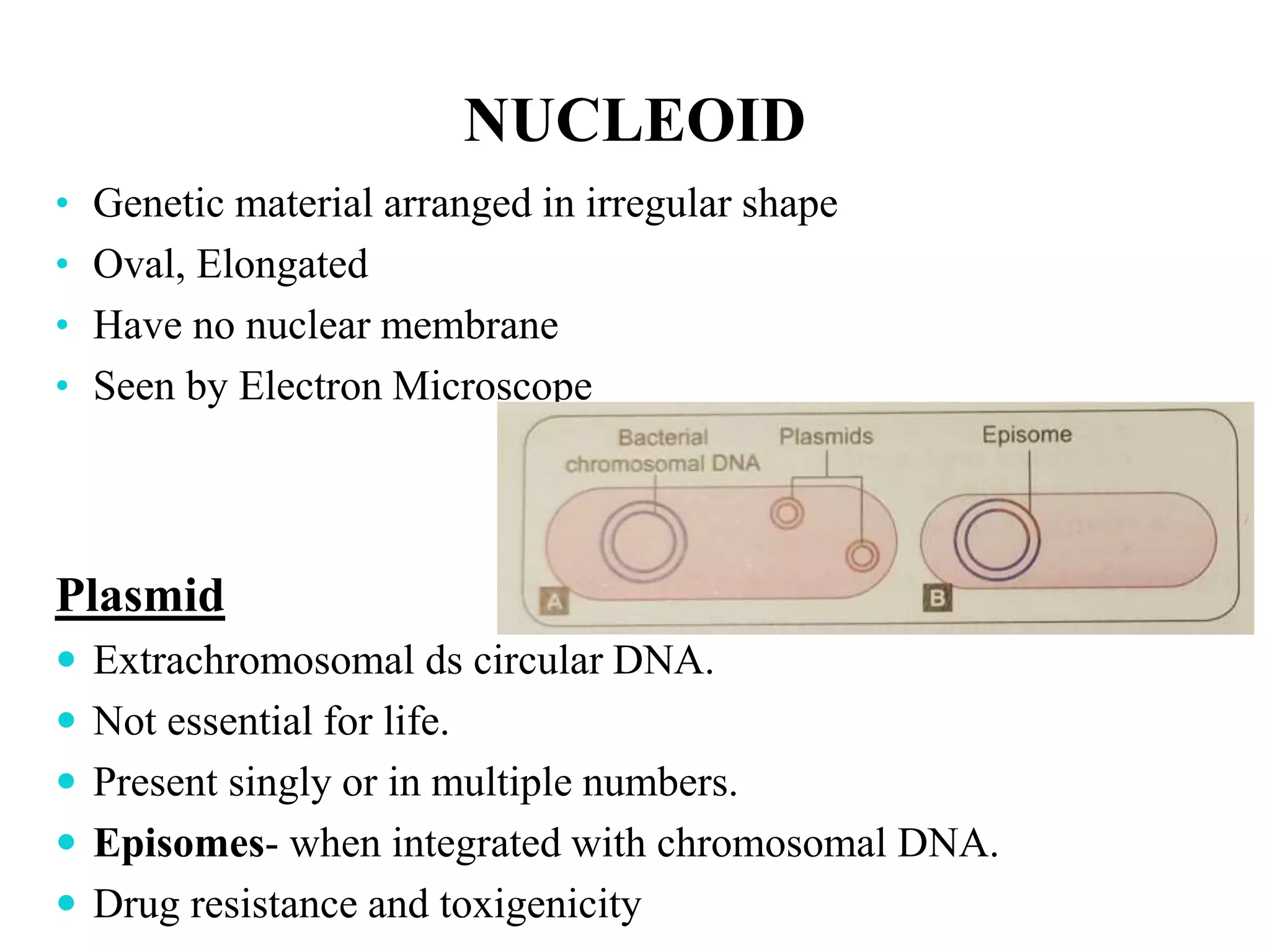 Bacterial anatomy | PPTX