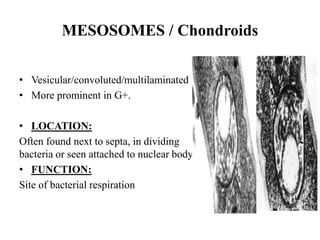 Bacterial anatomy | PPTX