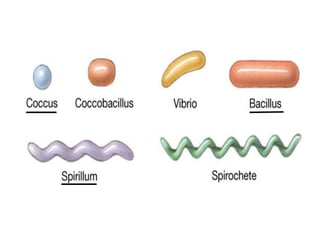 Bacterial anatomy | PPTX