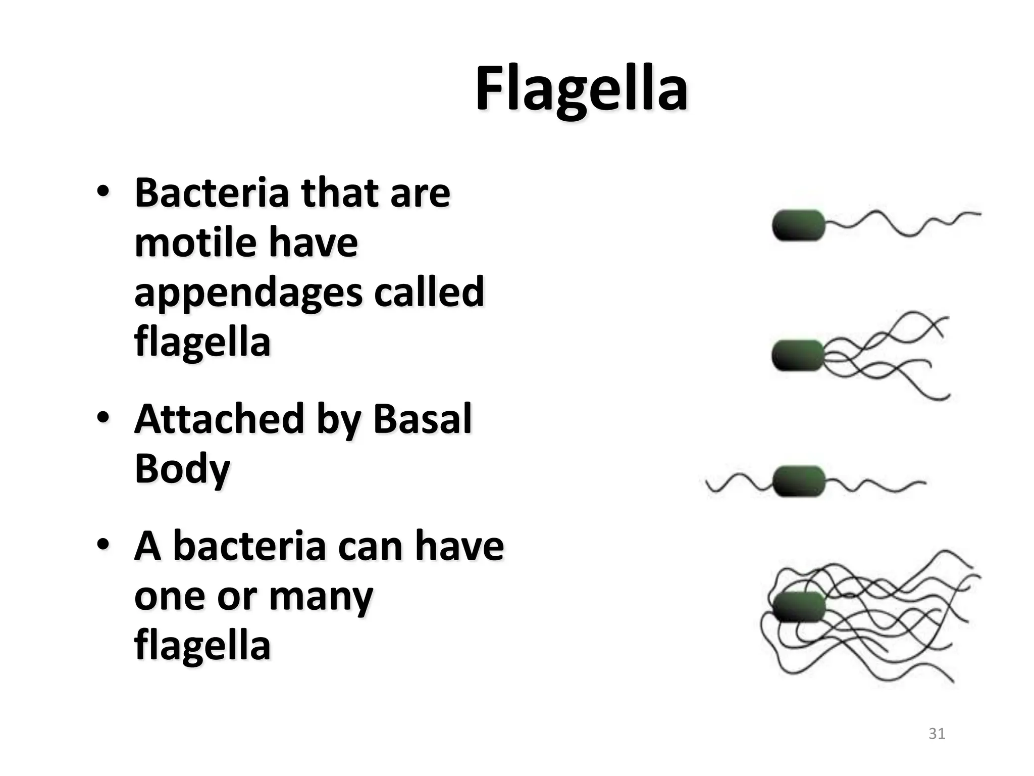 bacterial cell structure and anatomy in bacteriology book | PPTX