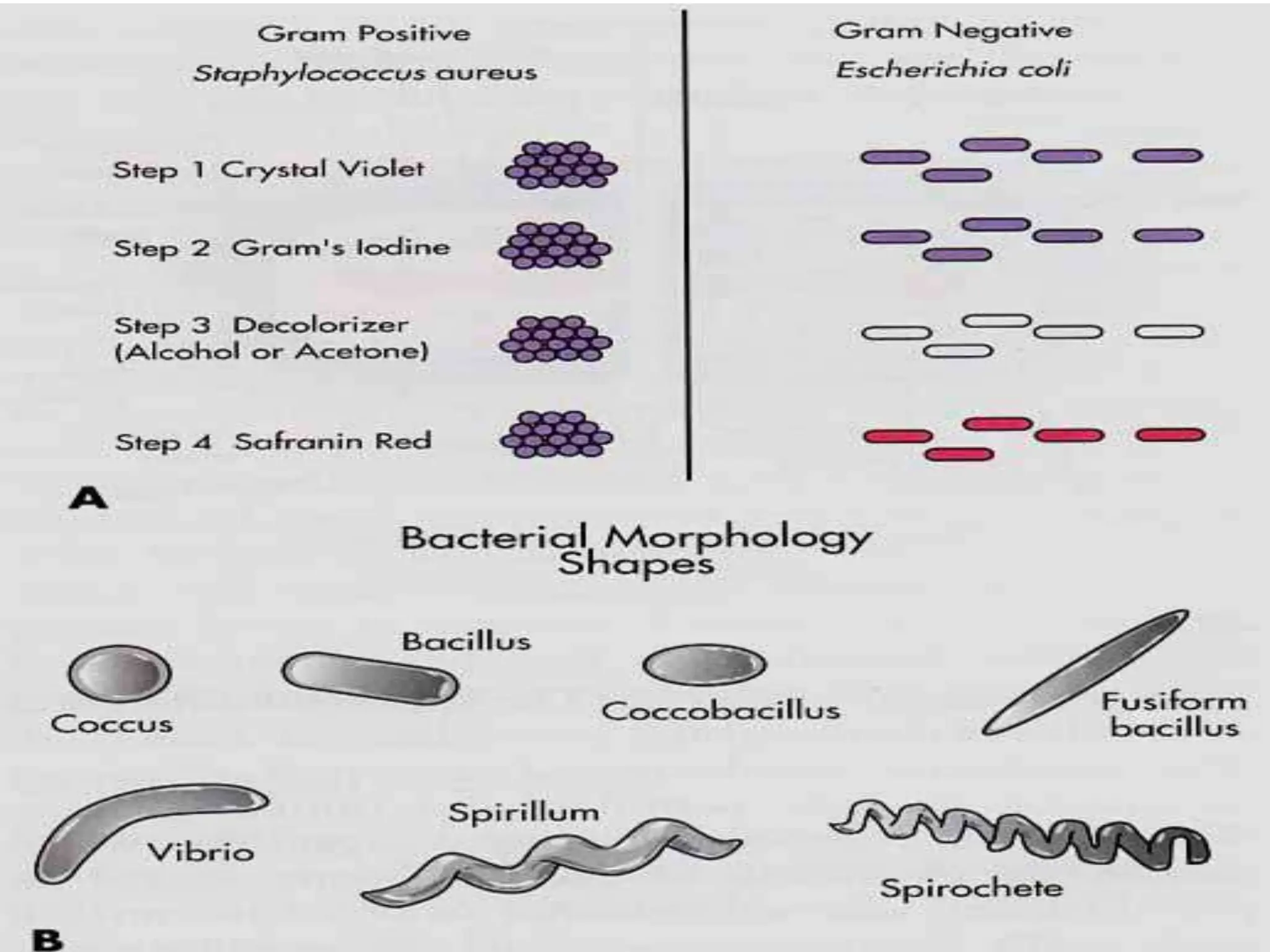 bacterial cell structure and anatomy in bacteriology book | PPT