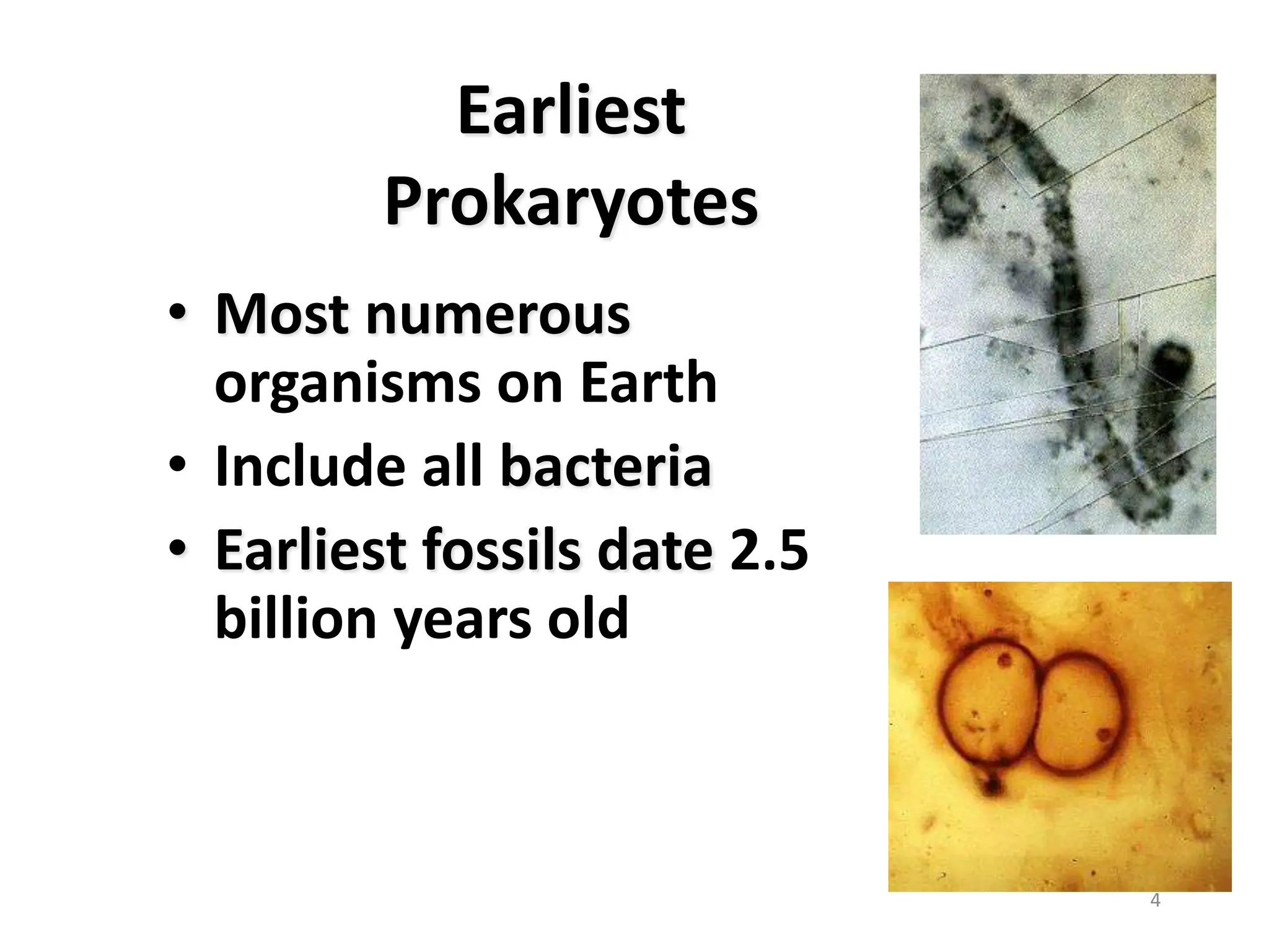 bacterial cell structure and anatomy in bacteriology book | PPTX
